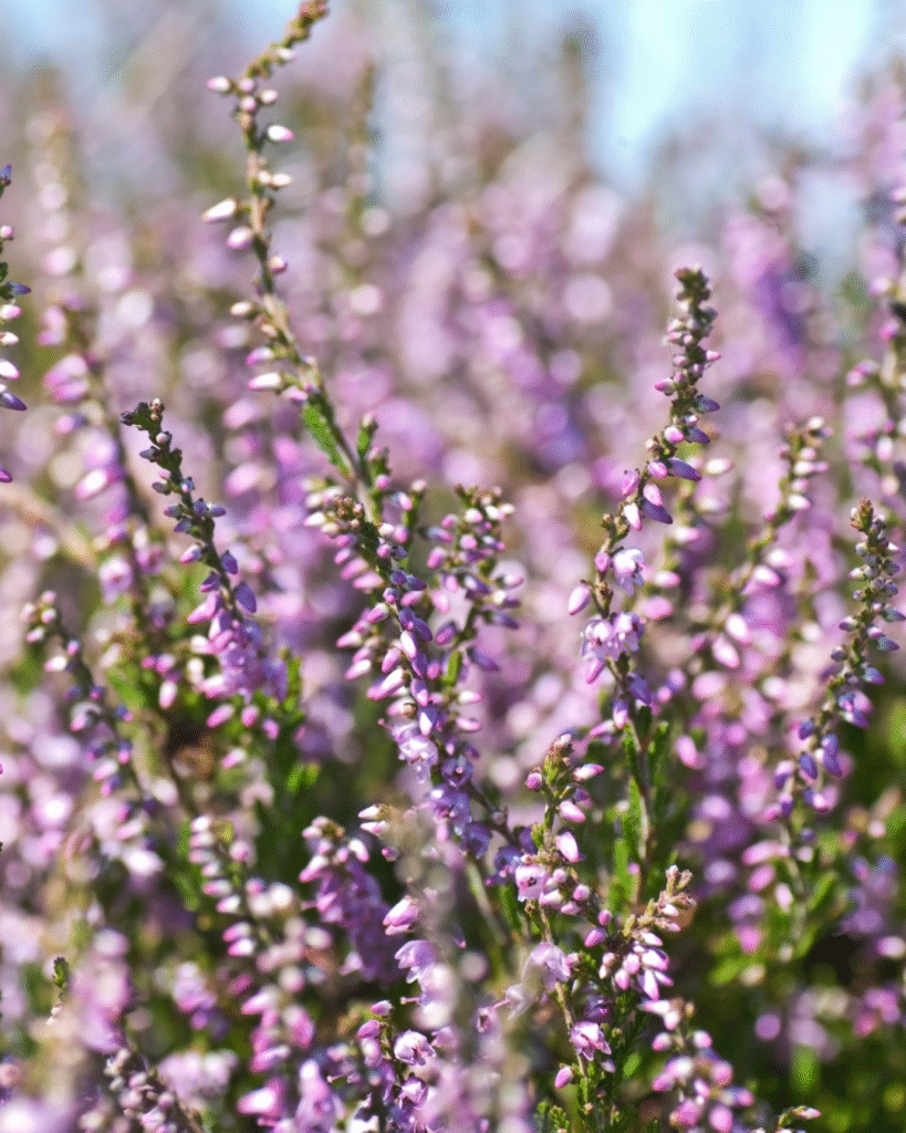 Kanerva (Calluna vulgaris) - Niittysiemen