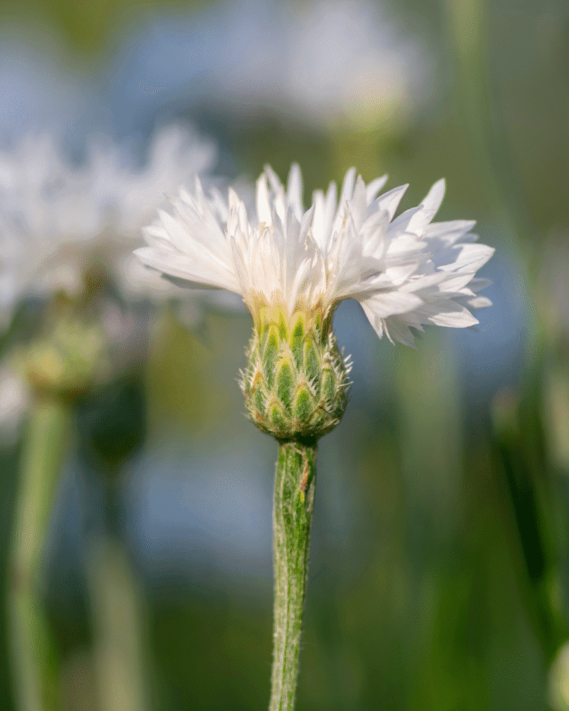 Ruiskaunokki, valkea (Centaurea cyanus) - Niittysiemen